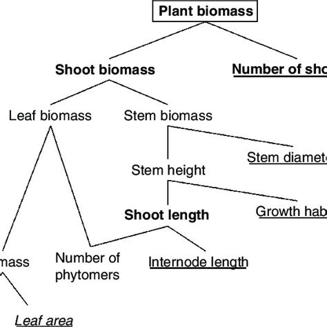 Relationship Between Plant Biomass Components Bold Shoot