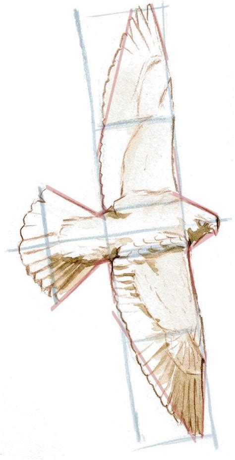 How To Draw Birds In Flight