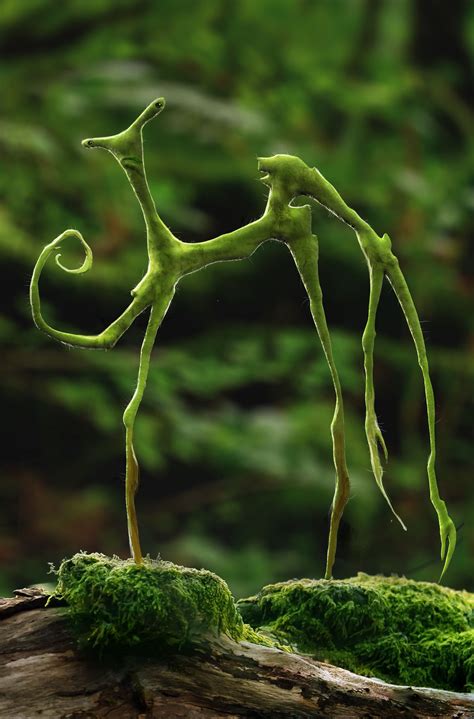 Harry Potter Bowtruckles