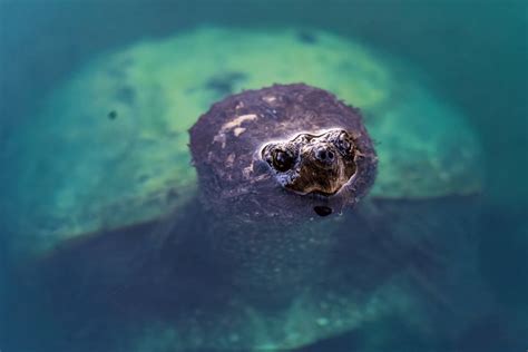 21 Interesting Facts About Snapping Turtles Most People Dont Know I