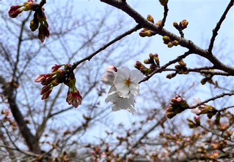 News｜2024 津山さくらまつり