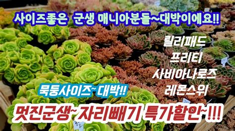 멋진 묵은 군생 사이즈좋은 다육 자리빼기 특가 Youtube