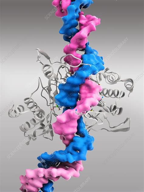 Restriction Enzyme And Dna Stock Image C014 9978 Science Photo Library