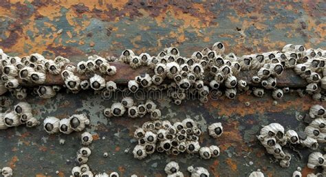 Barnacles Encrusted On Weathered And Rusted Metal Surface Close Up