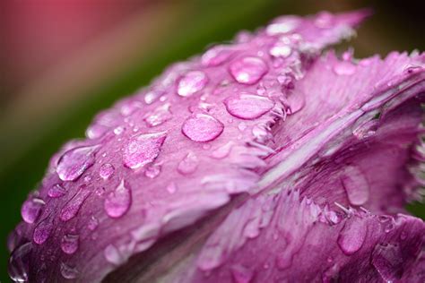 Pink Rain Wallpapers Top Free Pink Rain Backgrounds Wallpaperaccess