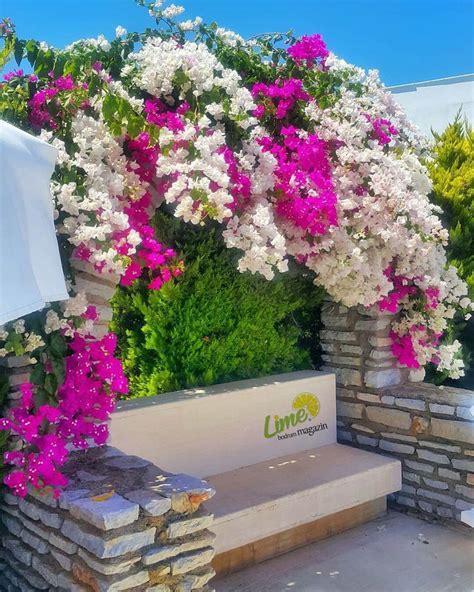 Landscape Hedge Ideas Every Gardener Needs To See Artofit