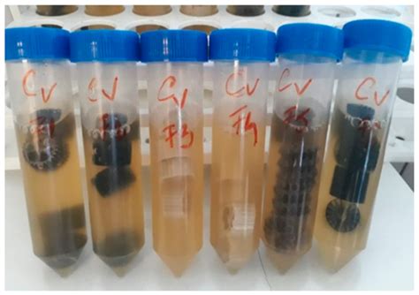 Api20e Test A P Aeruginosa B C Violaceum Download Scientific