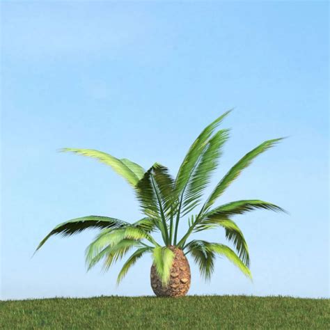 Phoenix Canariensis 74 Am113 Archmodels Evermotion