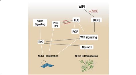 Influence Of Notch And Wnt Signaling On Neurogenesis Wnt Signaling