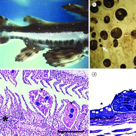 Trichodinids In Fresh Mounted Smear From The Skin A Trichodina