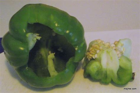 Green Peppers The Bumpy Seed Connection