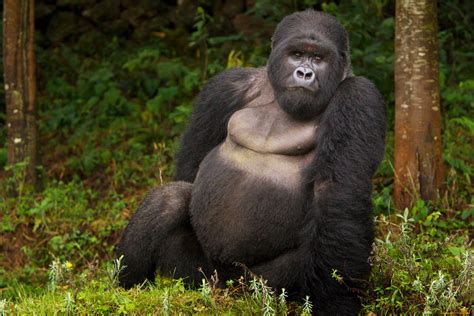 Самая большая обезьяна в мире - 70 фото