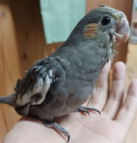 オカメインコ サザナミインコ｜レオパ・手乗りインコなど鳥の販売は山口県の田布施バード
