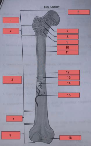Lab 4 Skeletal Anatomy Flashcards Quizlet