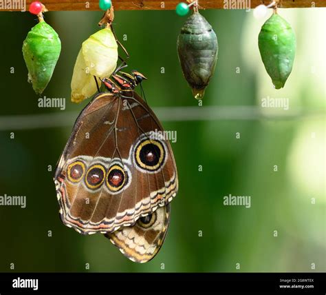 Blue Morpho Butterfly Coming Out Of Cocoon