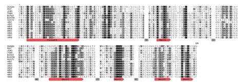 Halophytophthora Semantic Scholar
