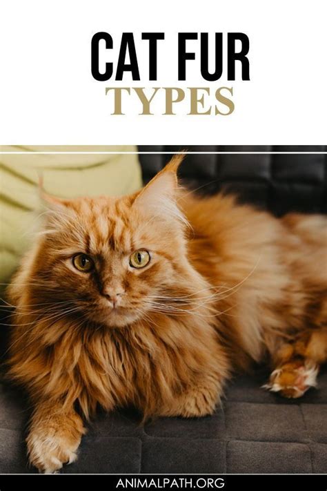 Cat Fur Types Explore Different Breeds Different Cat Fur Patterns
