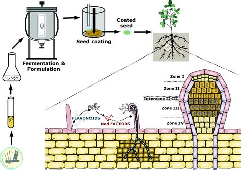 Rhizobium Bacteria Diagram