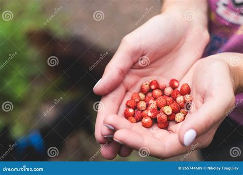 Process Of Harvesting Raspberry And Picking Berries And Wild