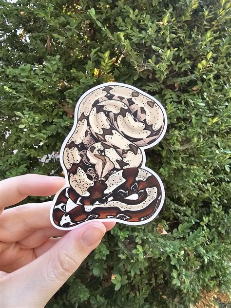 Red Tailed Boa Collection — The Twisted Serpent Llc