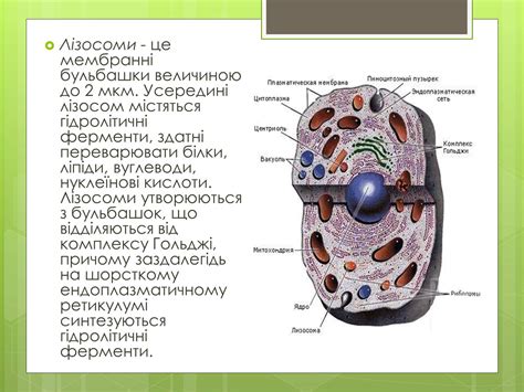 Презентація на тему Лізосоми варіант 2 — презентації з біології Gdz4you