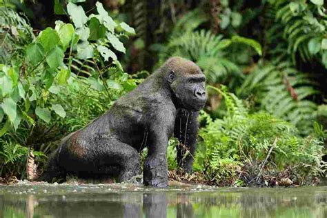Eastern Lowland Gorilla Trekking Virunga National Park Congo