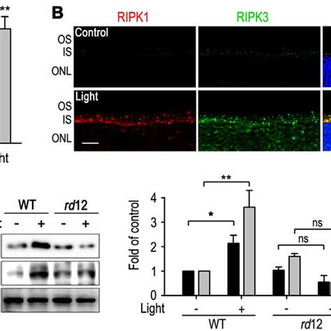 Interaction Of P62 With Ripk3 And Pmlkl In The Retina A Immunoblot Download Scientific