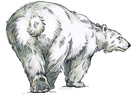 Polar Bear Dat Ass By Celezart On Deviantart