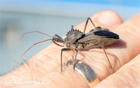 Assassin Wheel Bug Arilus Crawling On Hand Georgia William Wise