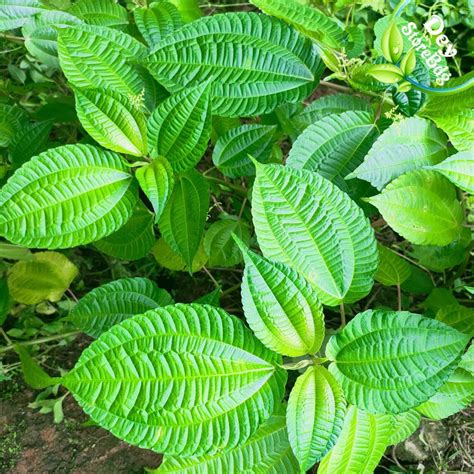 Jual Daun Poh Pohan Segar Fresh Untuk Sayuran Lalapan Shopee Indonesia