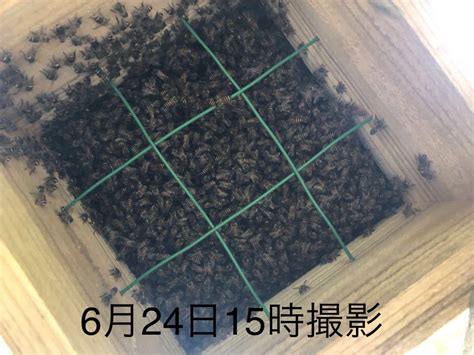日本ミツバチ 日本蜜蜂 みつばち R5年4月入居 分蜂群巣箱no4虫類｜売買されたオークション情報、yahooの商品情報をアーカイブ公開