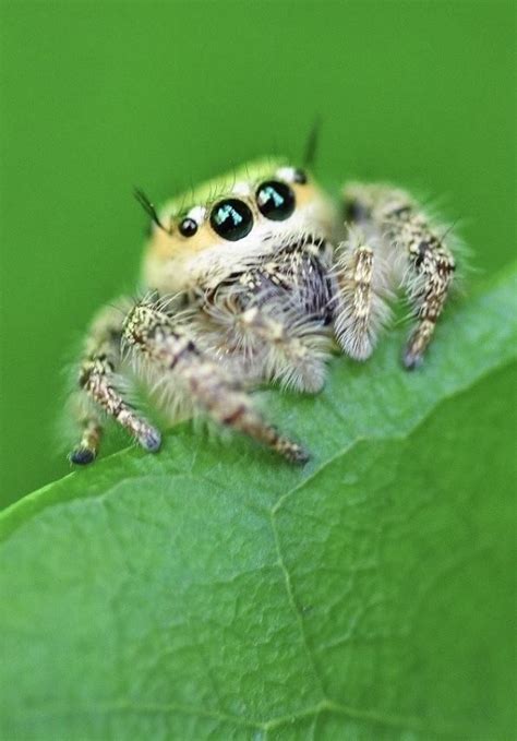 25 Cute Spiders And Jumping Spider Ideas To Save Today Arachnids Beautiful Bugs Beautiful