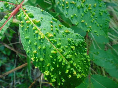 栗の木に虫こぶが発生原因はなに病気なの枯れるの 庭木の剪定専門サイト