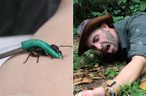 Bullet Ant Sting