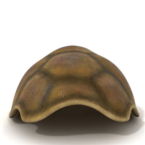 Turtle Shell 3d Model