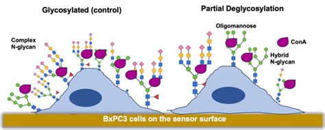 Application Note 159 Real Time Monitoring Of Glycan Heterogeneity In