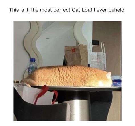 27 Purrfectly Funny Cat Memes To Help You Stay Warm On This Cold Day