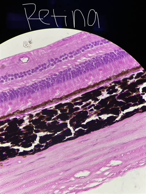 Eye Histology Diagram Quizlet