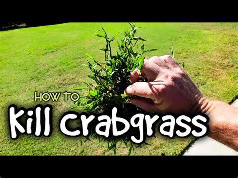 Suzy Crabgrass Pictures Of Sexy