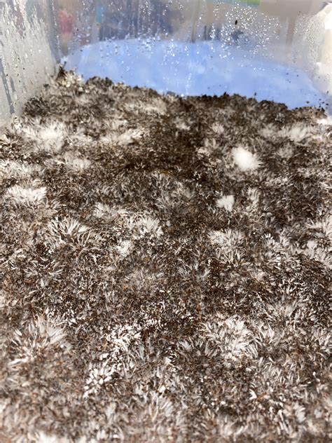 Ready For Fruiting Conditions Any Tips Unclebens