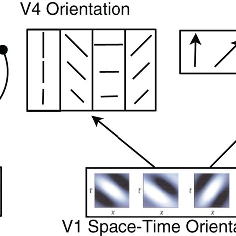 Architecture Of The Cortical Model In The V1 Color Layer There Are Download Scientific