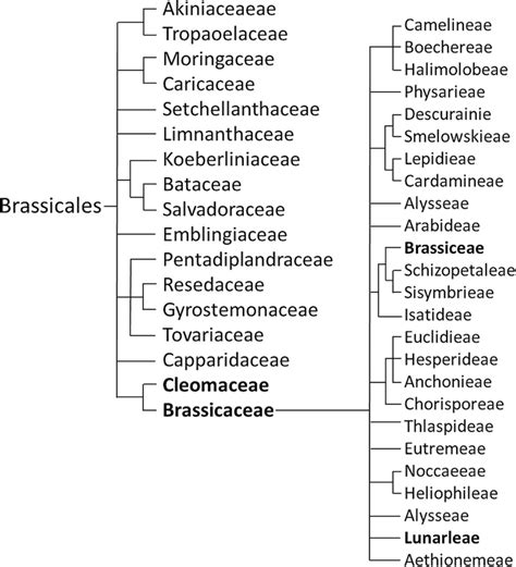 Taxonomic Relationships Of The Three Experimental Plant Species Bold
