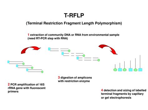 Ppt Profiling Microbial Communities With T Rflp Terminal Restriction