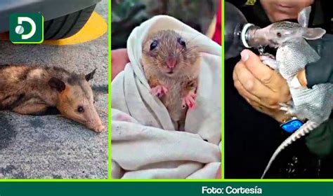 Las Conmovedoras Imágenes De Animales Rescatados De Los Incendios En