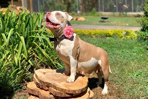 American Bully Pregnancy Length Stages Signs Care Tips