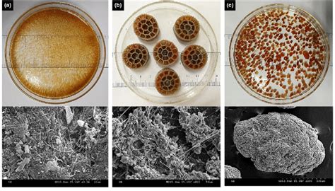 Macroscopic And Microcosmic Morphologies Of Three Types Of Aggregates Download Scientific