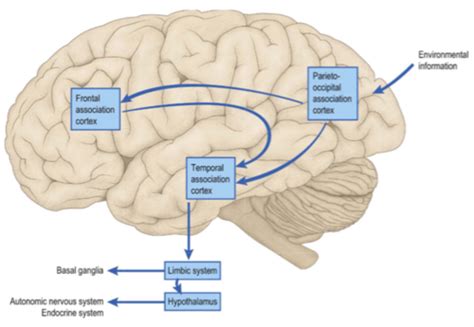 Nb28 Limbic System Hypothalamus Flashcards Quizlet