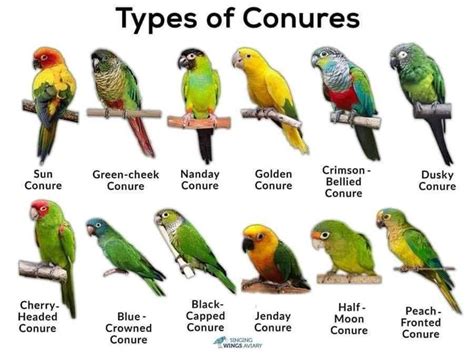 Different Types Of Conures