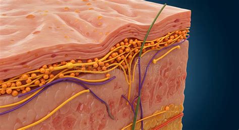 Detailed 3d Model Of Human Skin Layers Anatomy Dermatology Epidermis Dermis Subcutaneous