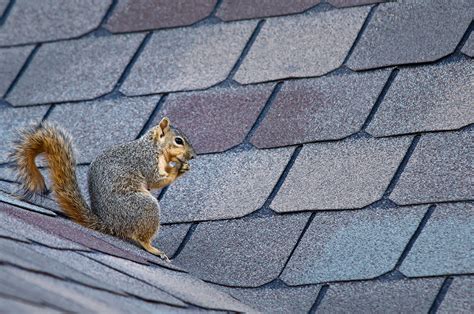 Squirrel Removal And Trapping In Chapel Hill Nc Squirrel Control Services